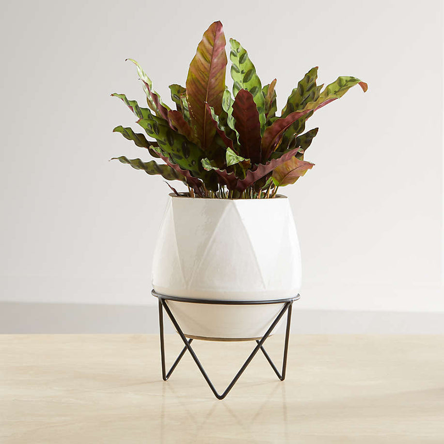 Shop Decorative Objects for Home | Crate and Barrel Philippines