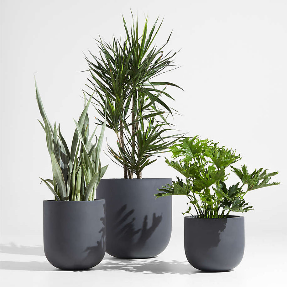 Botanicals & Planters